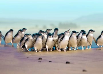 Blue Penguin Colony - Oamaru, Waitaki, Otago, New Zealand | CamperMate ...