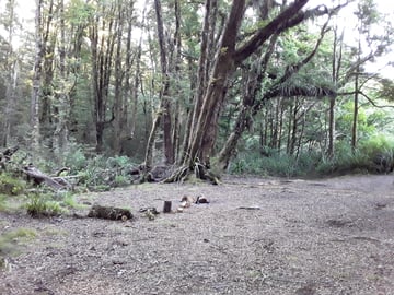 Clements Clearing Campsite, Taupo, Waikato, New Zealand | CamperMate ...