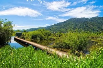 Howarth Memorial Wetlands Walk Te Aroha, Waikato, Waikato, New Zealand ...