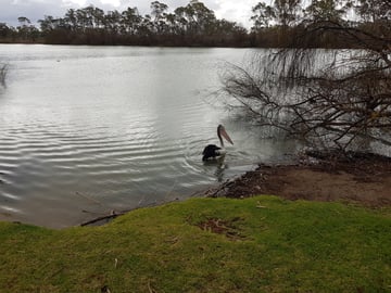 Hettner Landing, Murray River, Lakes and Coorong, South Australia ...