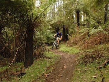 Buxton Mountain Bike Path, High Country, Victoria, Australia ...
