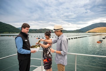 Original Greenshell Mussel Cruise in Picton, Marlborough, Marlborough ...