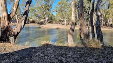 Big Tree Car Park, The Murray, New South Wales, Australia | CamperMate ...