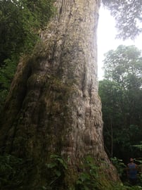 Pouakani Totara Tree Walk, Taupo, Waikato, New Zealand | CamperMate ...