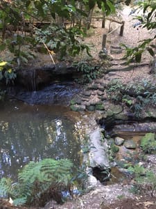 The Pines Camping Area at Olney State Forest, Hunter, New South Wales ...