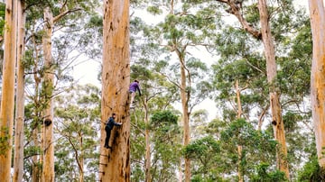 Dave Evans Bicentennial Tree, Australia's South West, Western Australia ...