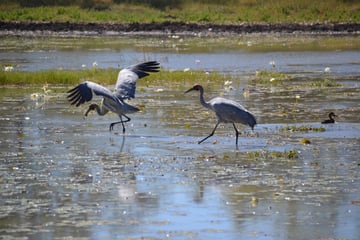 Georgina River Camp, Outback Queensland, Queensland, Australia ...