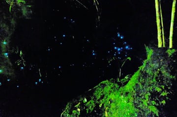 Minnehaha Walk - Glow Worm Walk, West Coast, West Coast, New Zealand ...