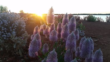 Lake Nallan Nature Reserve, Australia's Golden Outback, Western ...