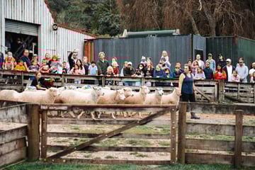 Sheepworld Farm Park, Auckland, Auckland, New Zealand | CamperMate ...